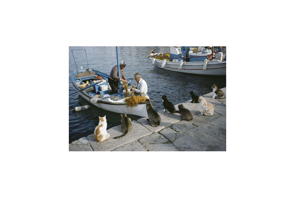 Hans Silvester - Islands Cats 02