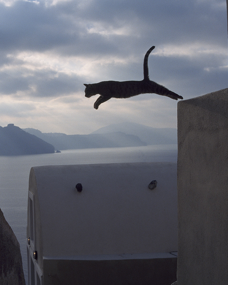 Hans Silvester - Islands Cats 03