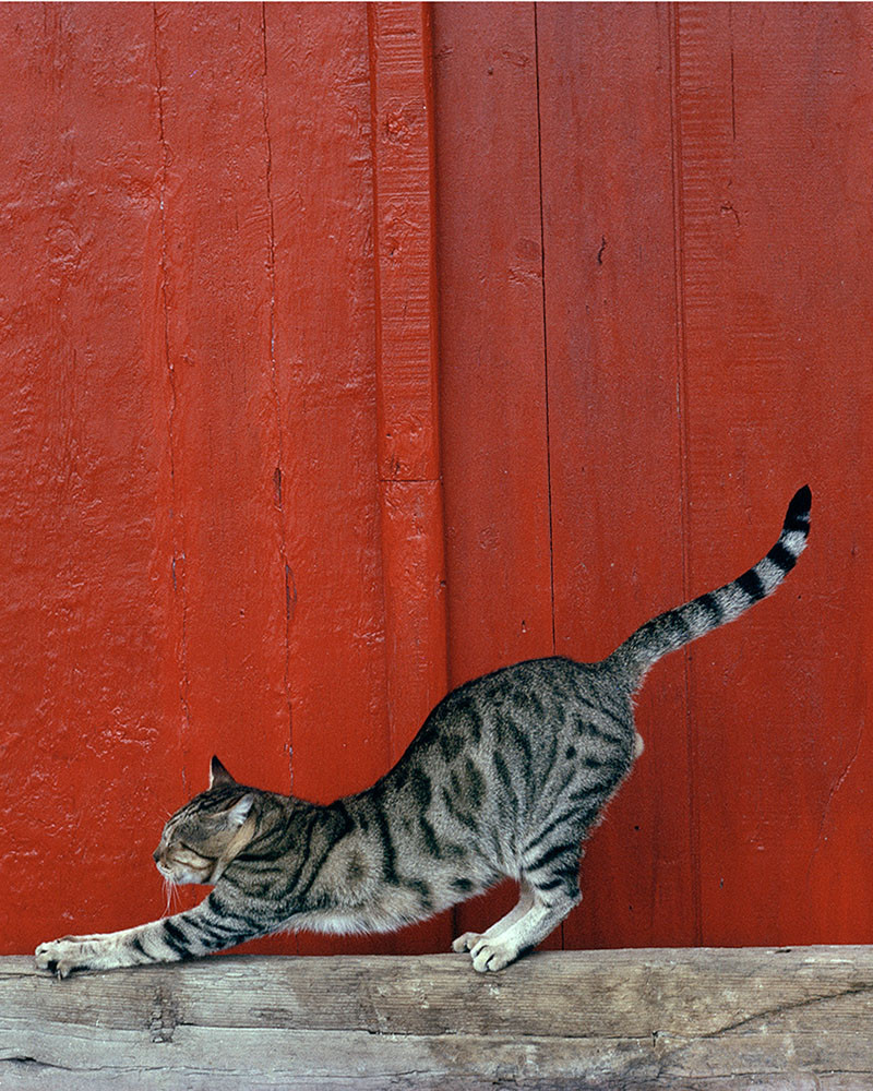 Hans Silvester - Islands Cats 05