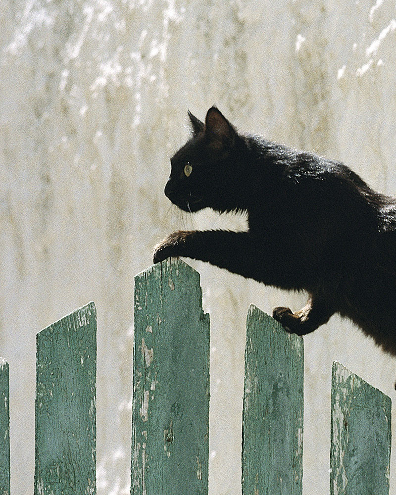 Hans Silvester - Islands Cats 07
