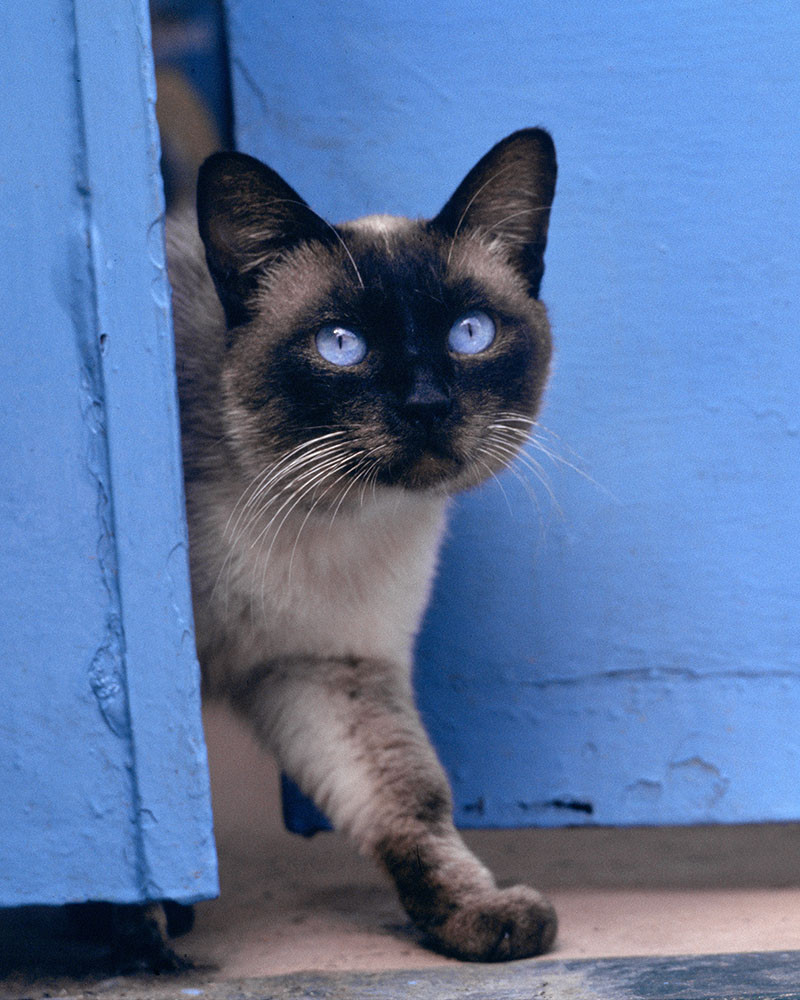 Hans Silvester - Islands Cats 08